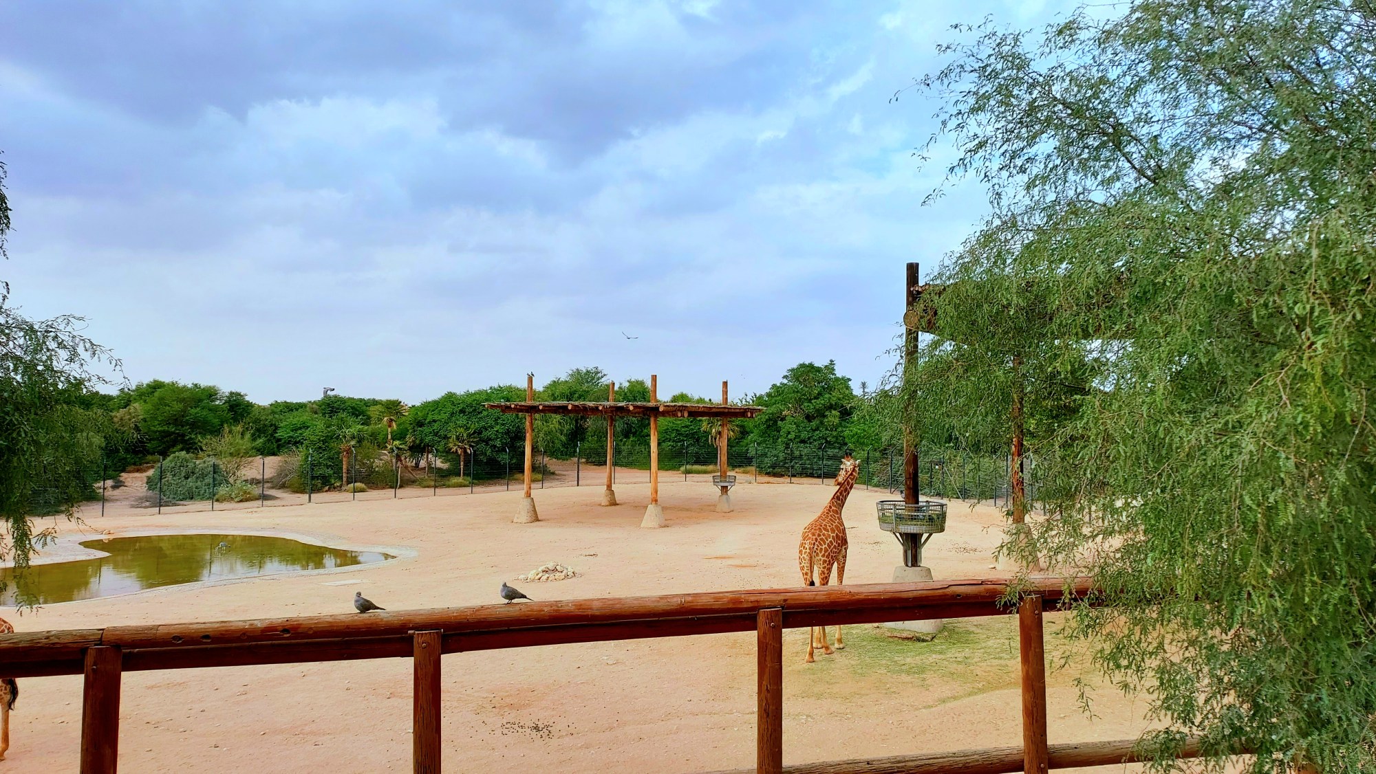 See Rare Animals In Al Ain Zoo - The Biggest Zoo In UAE and The Middle ...