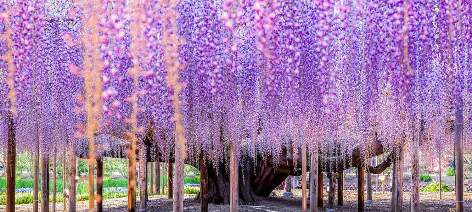 Demon Slayer Locations in Real Life: From Beautiful Lavender Fields to ...